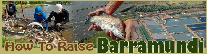 Raising Barramundi Fish Frequently Asked Questions