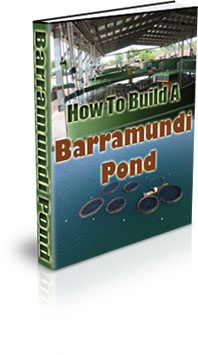 How To Raise Barramundi | Raising Barramundi At Home | How To Start ...