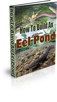 How To Raise Eels | Raising Eels For Food | How To Start An Eel Farm