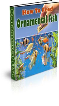 How To Raise Ornamental Fish | Raising Ornamental Fish For Profit | How ...