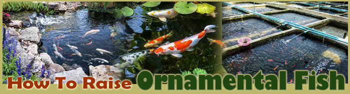 How To Raise Ornamental Fish | Raising Ornamental Fish For Profit | How ...