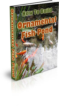 How To Raise Ornamental Fish | Raising Ornamental Fish For Profit | How ...