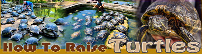 How To Raise Turtles | Raising Turtles For Meat | Turtle Farming For Profit
